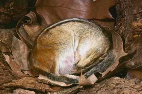 Our Better Nature How Animals Hibernate And Why People Cant The