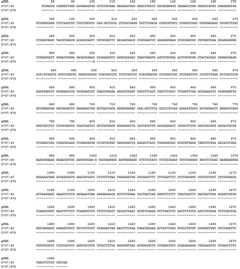alignment of the nucleotide sequence exons 1 7 of the novel c 07 975