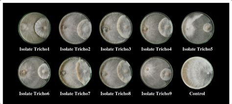 Antagonistic Activity Of Trichoderma Isolates From Groundnut