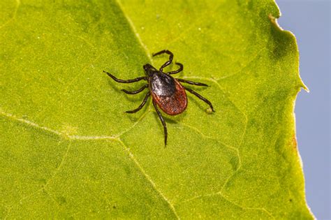 How To Tell A Spider From A Tick 5 Minute Crafts