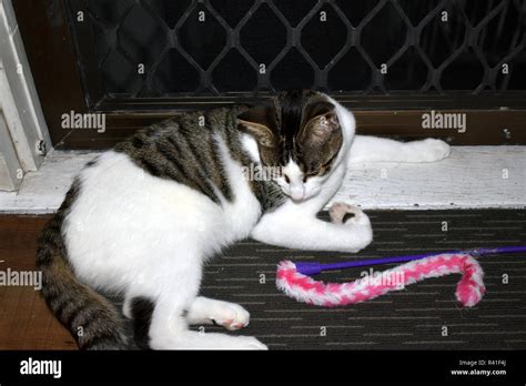 Domestic Tabby Cat Stock Photo Alamy