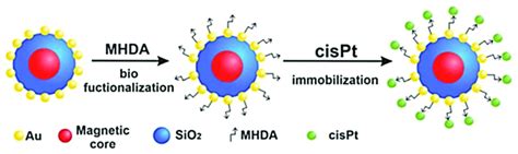 Scheme Of The Fe 3 O 4 Sio 2 Au Nps Biofunctionalization Process And Download Scientific