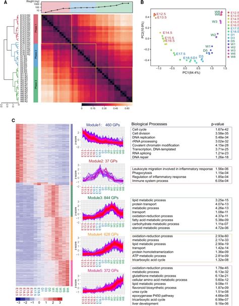 A Time Resolved Multi Omic Atlas Of The Developing Mouse Liver Pmc