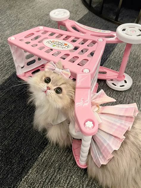 Bộ ảnh Con Mèo Cute Siêu Dễ Thương Dành Cho Tín đồ Yêu Mèo