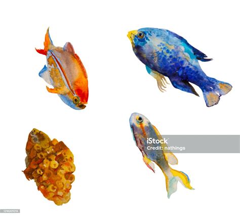 수채화 열대 물고기와 흰색 배경에 고립 된 산호의 집합입니다 오렌지테일 처녀 물고기 레드스트라이프 베이스셀렛 스레드핀 안티아스 슈단티아스 허치티 암초 물고기 0명에 대한