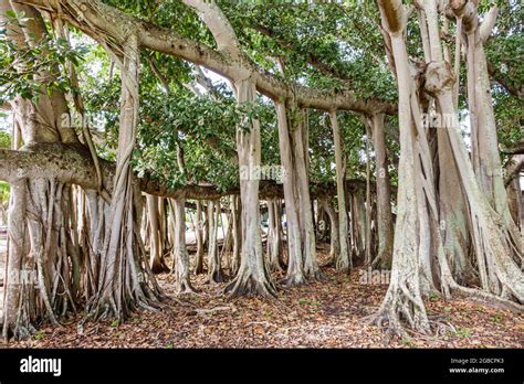Giant Banyan Tree Adventitious Prop Roots Ficus Benghalensis Hi Res