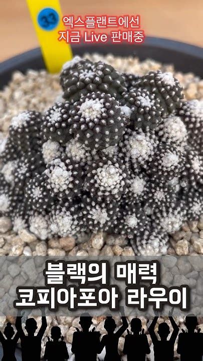 선인장 엑스플랜트 식물저렴한곳 Succulent 인기선인장 예쁜다육 예쁜식물 희귀선인장 희귀다육 반려식물 다육이 다육식물 다육 다육라이브 다육판매