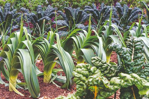 Grow Your Own Herbs And Enjoy The Taste Sensation Of Fresh Produce