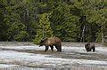 Categoryursus Arctos Horribilis In Yellowstone National Park Wikimedia Commons