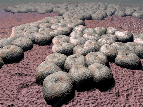 Acinetobacter Baumannii Bacteria Artwork Stock Image C022 5911 Science Photo Library