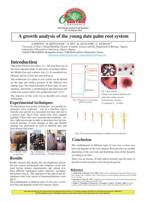 Pdf A Growth Analysis Of The Young Date Palm Root System
