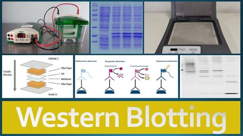 Western Blotting Diagram