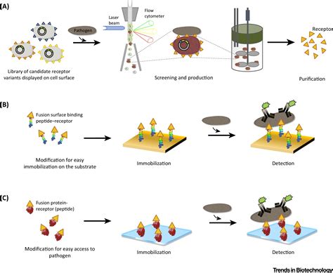 Optical Biosensors For The Detection Of Pathogenic Microorganisms