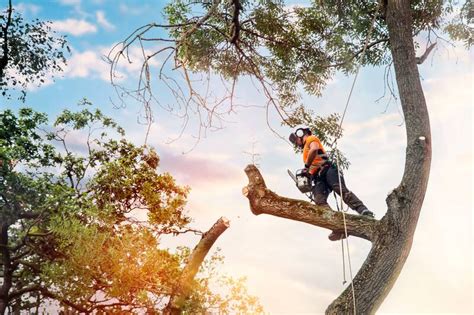 5 Bad Pruning Examples To Avoid Sesmas Tree Service