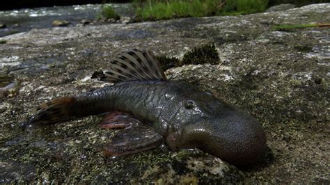 Blob Headed Fish And Semi Aquatic Mouse Among 27 Newly Discovered