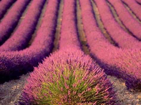 20 Stunning Pictures Of Lavender Fields In France
