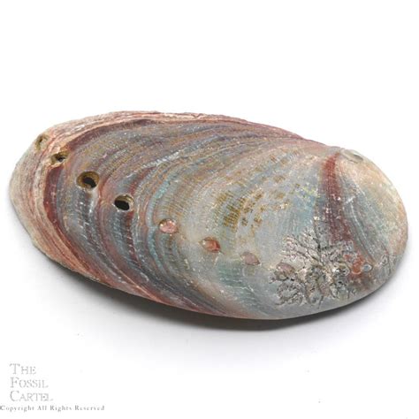 Abalone Shell The Fossil Cartel