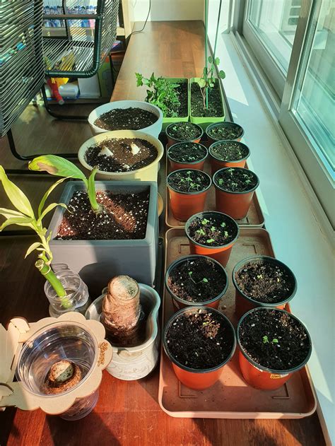 특명 식물을 늘려라