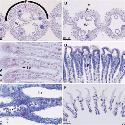 The Percentages Of Intersex Gonads And Sex Ratio In The Equilateral Download Scientific Diagram