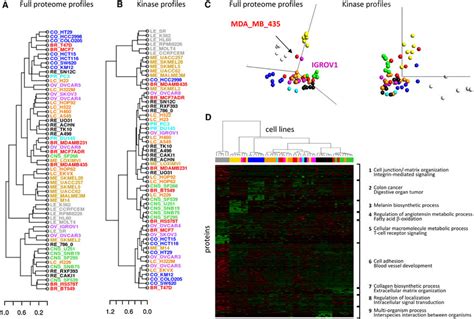 Hierarchical Clustering And Pca Analyses Of The Proteome And Kinase