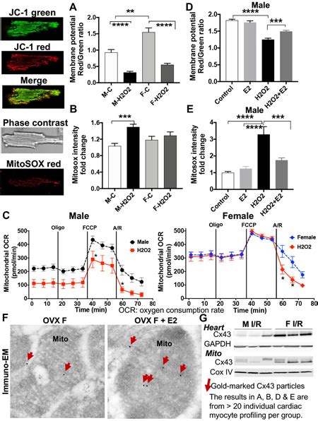 Abstract 16259 Sex Differential Mitochondrial Responses Following