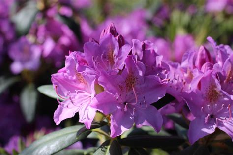 Rhododendron Roseum Elegans Lilac Devil Mountain Wholesale Nursery