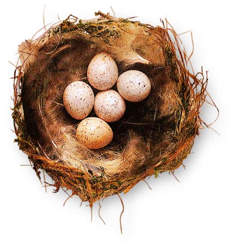 Bird Nests | How do Birds Make Nests | DK Find Out