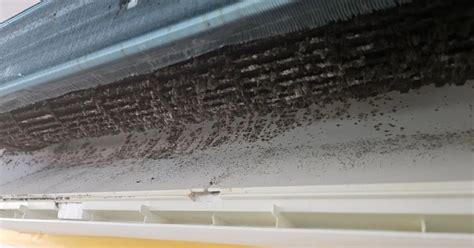 묵혀왔던 에어컨 청소를 했는데 정말 꼼꼼히 잘 해주시고 사진으로 설명도 해주셔서 좋았습니다 진작 요청드릴걸 그랬어요 비용도