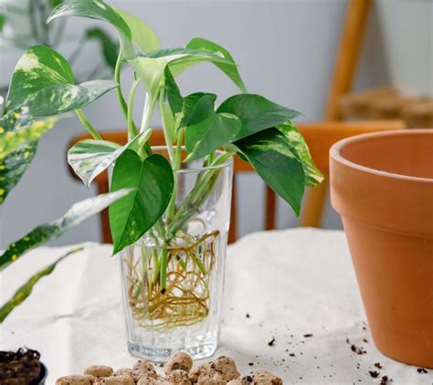How To Propagate Pothos Plants Simple Tips For Thriving Growth”