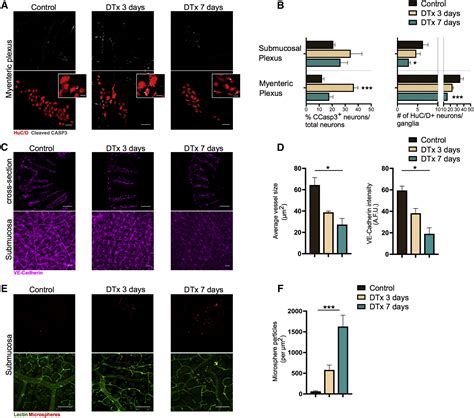 Self Maintaining Gut Macrophages Are Essential For Intestinal