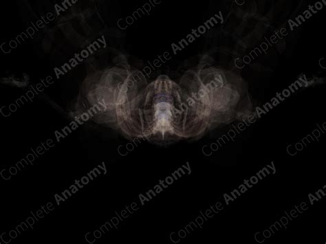 Anterior External Vertebral Venous Plexus Complete Anatomy