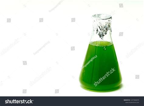 Marine Plankton Or Microalgae Culture Into Erlenmayer Flask In Scientific Laboratory Microalgae