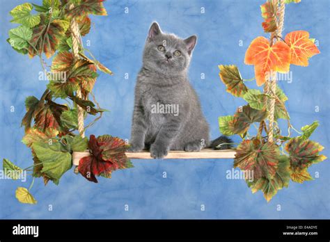 Kitten On Swing Stock Photo Alamy