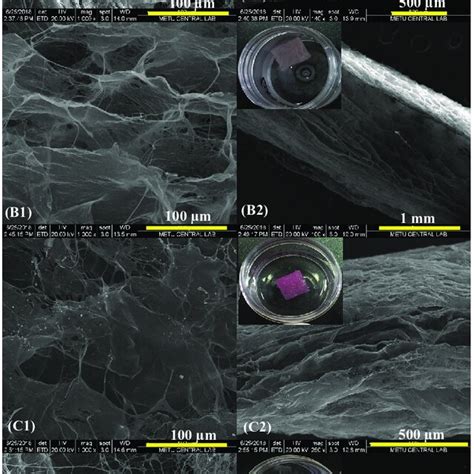 Sem Micrographs Of Different Collagen Scaffold Groups From The Top And
