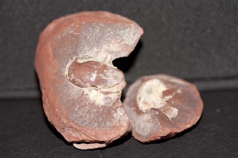 Bivalve Member Collections The Fossil Forum