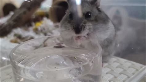 햄스터 콩쥐의 아침루틴 Youtube