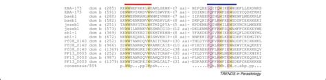 amino acid sequence alignment of dbl motifs the dbl tryptophan rich