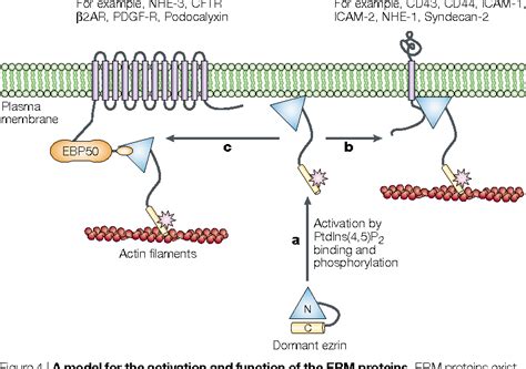 Cell Cortex Semantic Scholar