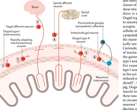 Different Types Of Intrinsic Sensory Neurons And Extrinsic Sensory
