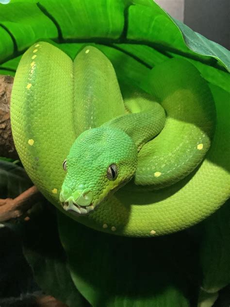 Petacular Have You Met Shrek The Green Tree Python The Green Tree
