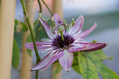 Passiflora X Violacea Jungpflanze Im 11cm Topf Mindestens 60cm