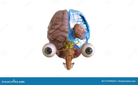 Human Brain Anatomy For Medical Concept 3d Rendering Stock Illustration