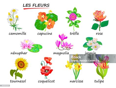 꽃 프랑스어로 된 꽃의 이름 백과사전 또는 어린이 학교 교과서를 위한 삽화 세트입니다 아이들이 프랑스어와 단어를 공부할 수 있는 교육 페이지입니다 손으로 그린 벡터입니다