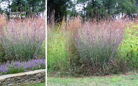 Grasses For Flower Beds Top 10 Types That Made Yours Sparkle