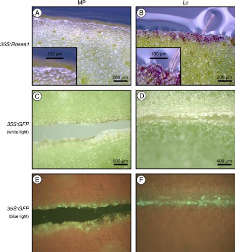 Light Complementation Experiments Utilizing Agrobacterium Mediated Download Scientific