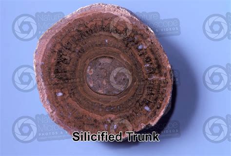 Trunk Silicified Fossil Oligocene Transverse Section Plants Paleogene Cenozoic
