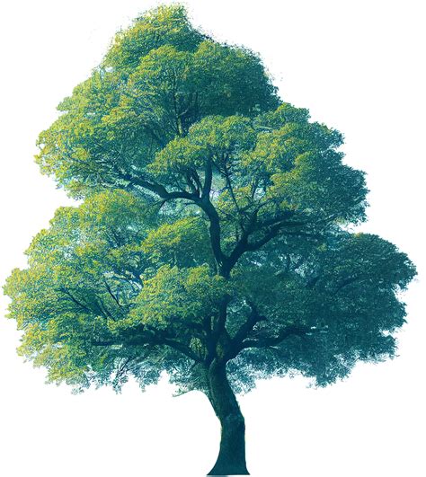 Explore Free Tree Transparent Background Illustrations Download Now Pixabay