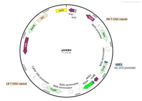 Pgwb4植物表达质粒