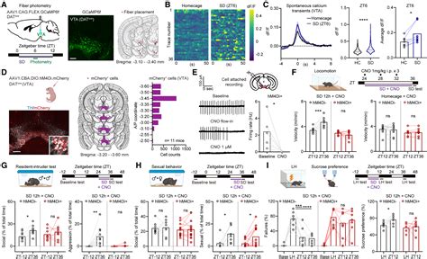 Dopamine Pathways Mediating Affective State Transitions After Sleep