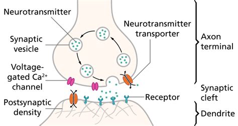 synaptic cleft anatomy structure diseases and functions